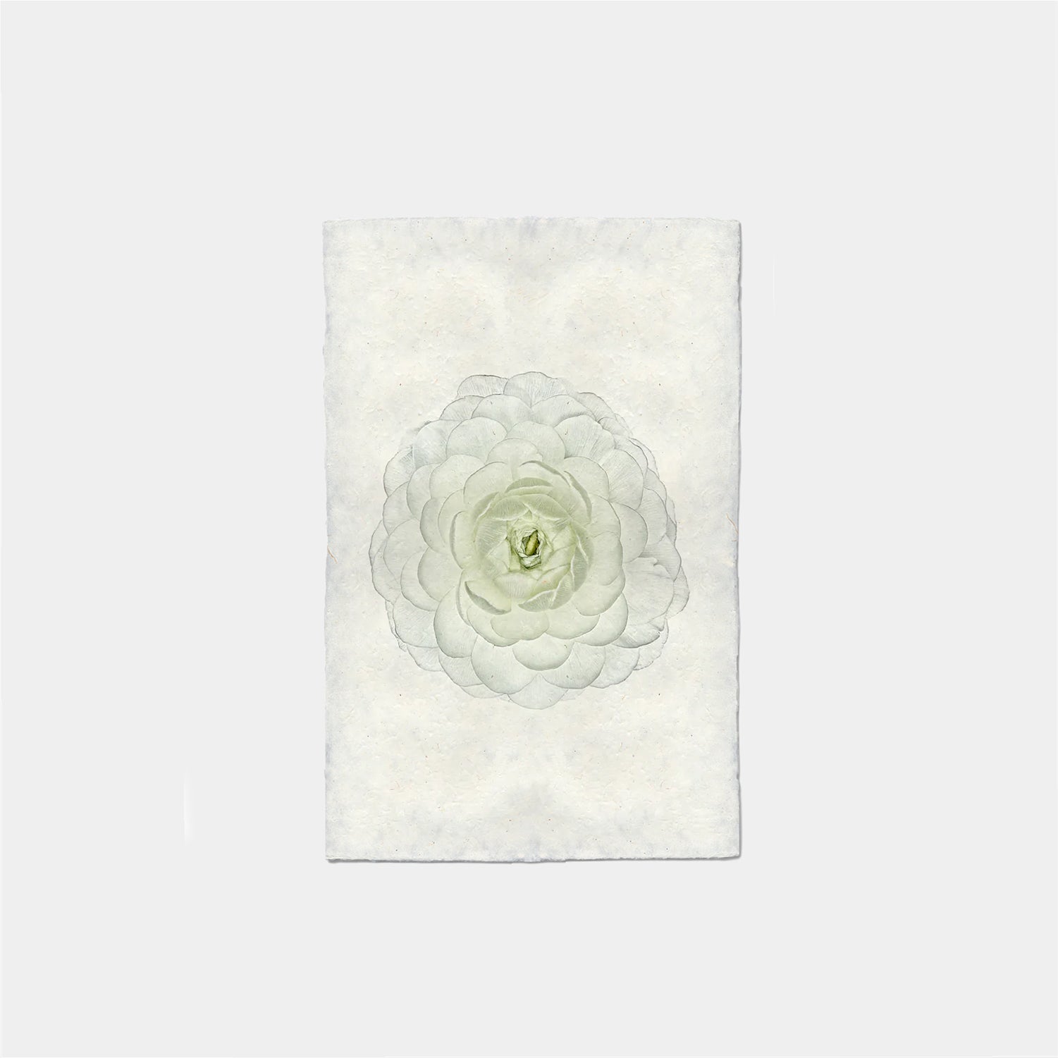 Paper Print Ranunculus Blanco en Chile | Milk